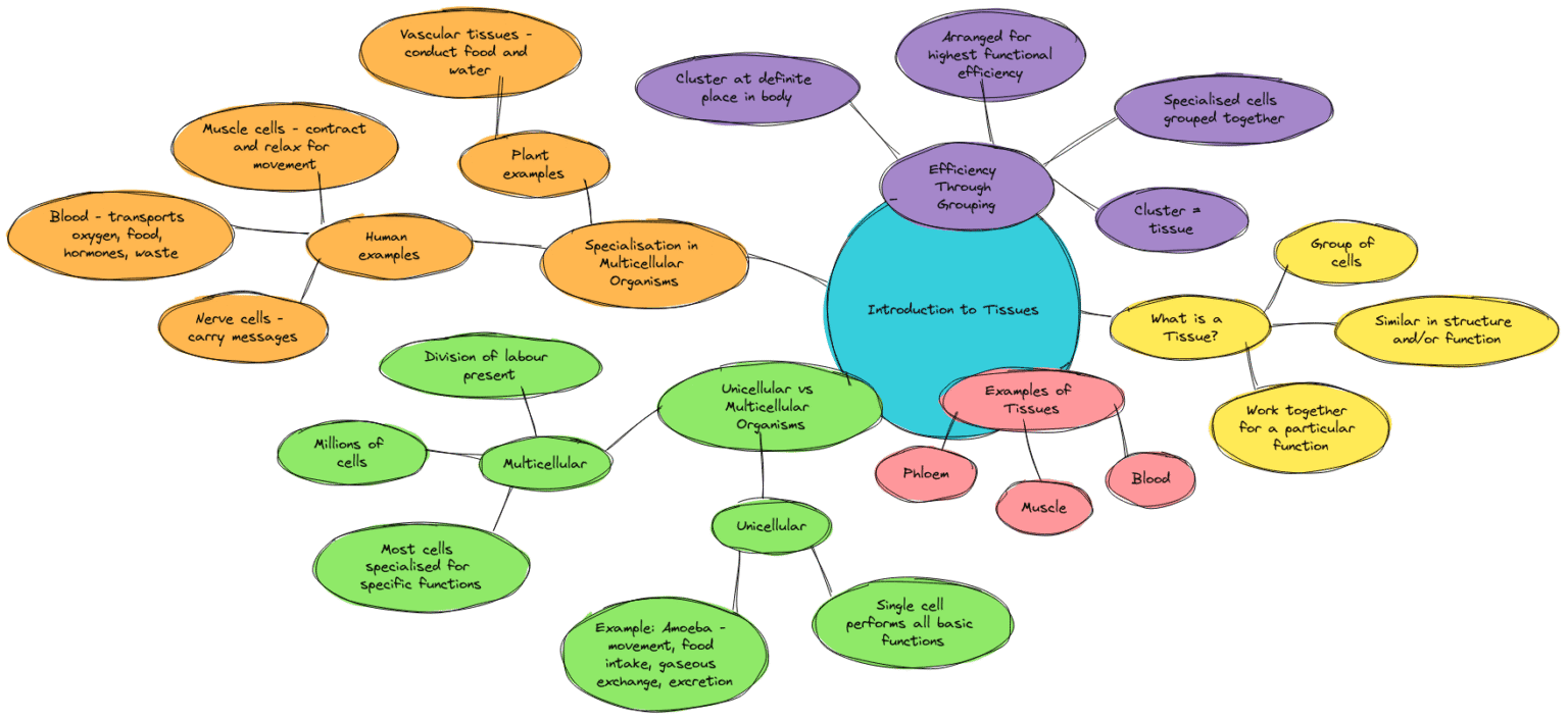 Tissues class 9 Mind Maps, Topic Wise And Memorable