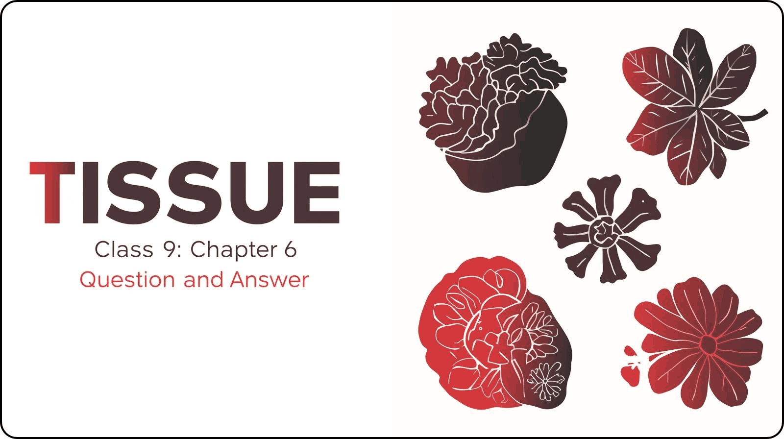 [2026] Tissue Class 9 chapter 6 Question And Answer, Master It!