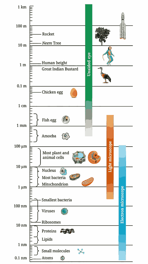 [New Book] Cell: The Building Block of Life Ch 2 Notes Class 9